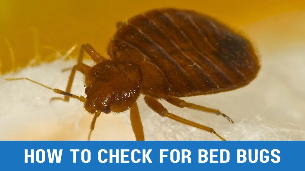 How to Check for Bed Bugs